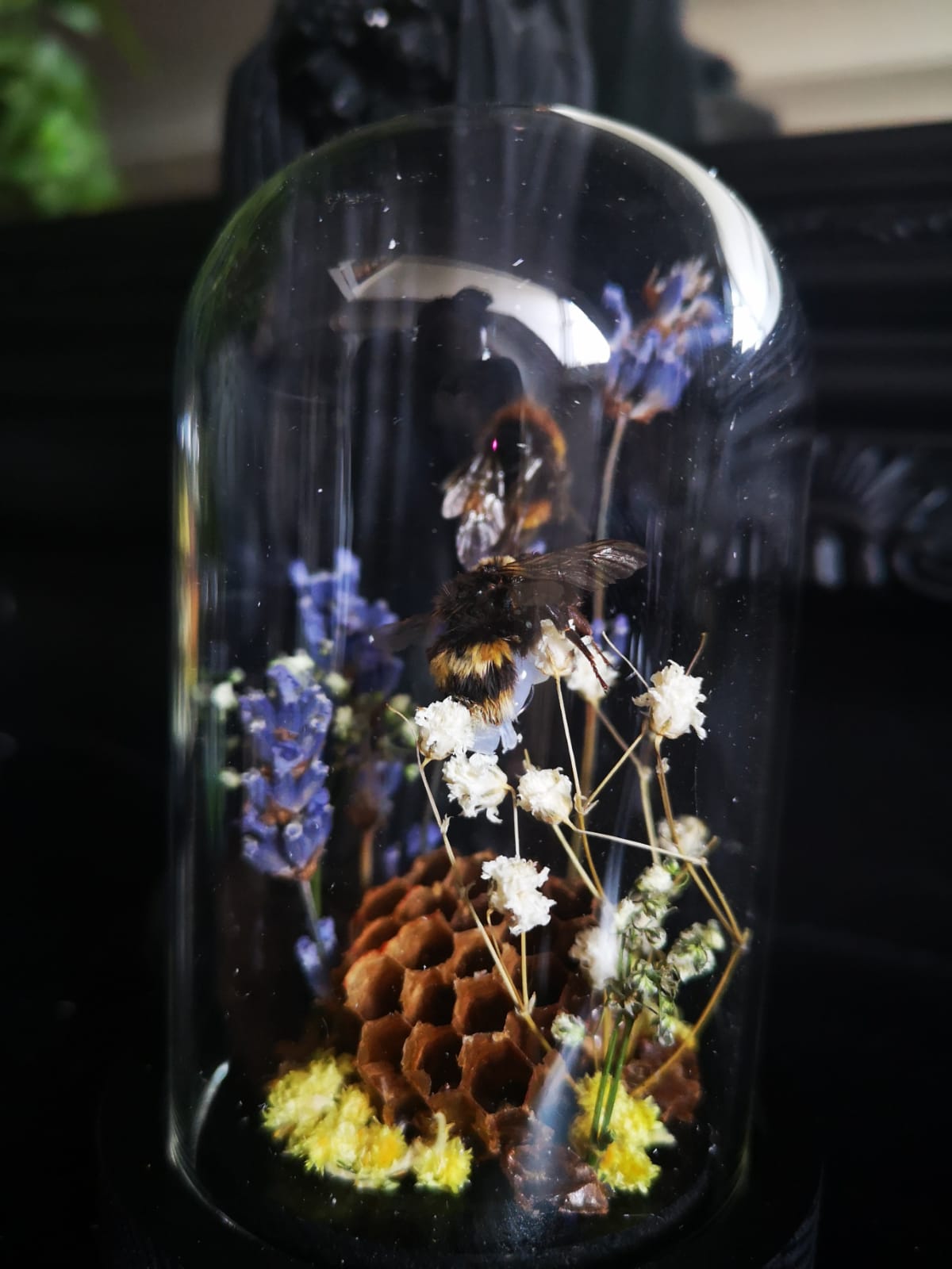 Bumblebee decorative bell jar — Moth Studios